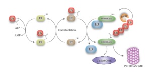 Ubiquitin Proteasome System | Progenra
